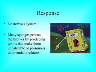 sponges and cnidarians, biology | PPT