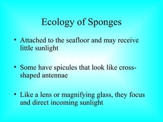 sponges and cnidarians, biology | PPT