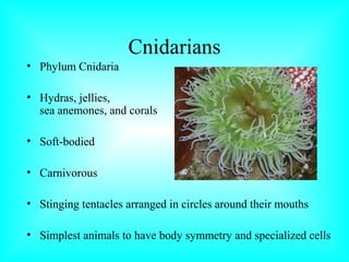 sponges and cnidarians, biology | PPT