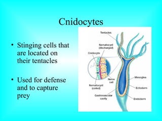 sponges and cnidarians, biology | PPT