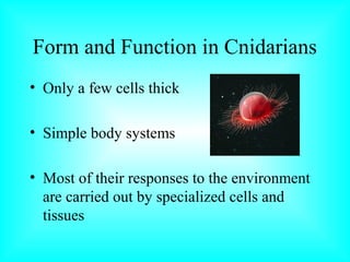 sponges and cnidarians, biology | PPT