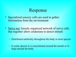 sponges and cnidarians, biology | PPT