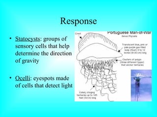 sponges and cnidarians, biology | PPT