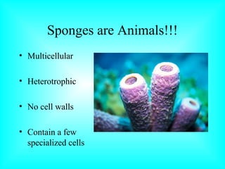 sponges and cnidarians, biology | PPT