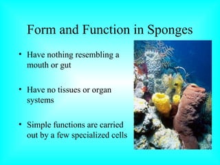 sponges and cnidarians, biology | PPT