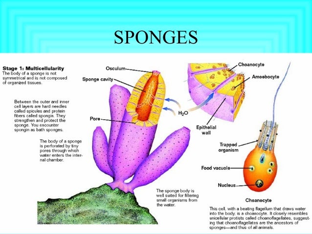 sponges and cnidarians, biology