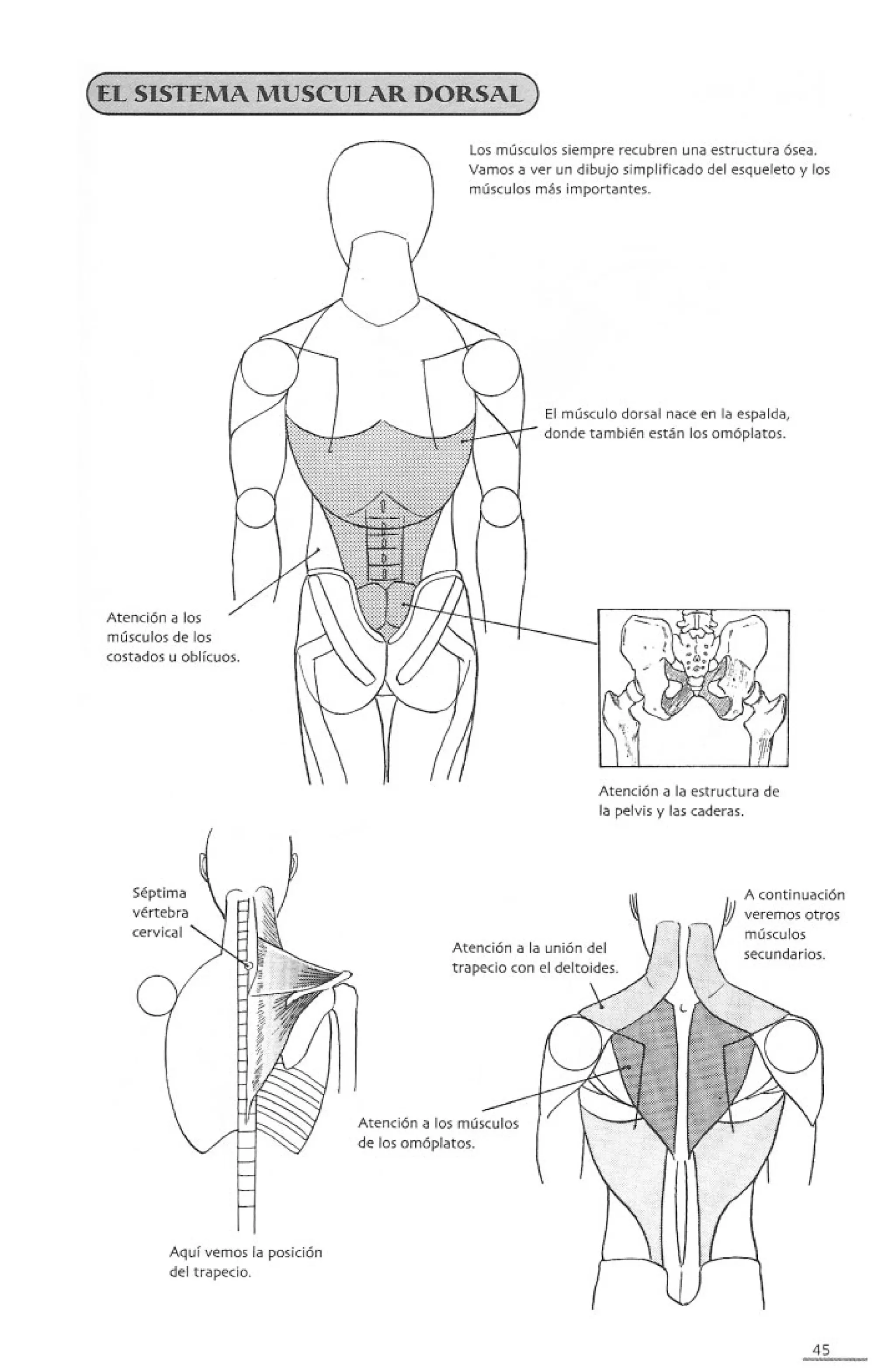 Cómo Dibujar Manga Vol 04 El Cuerpo Humano Pdf