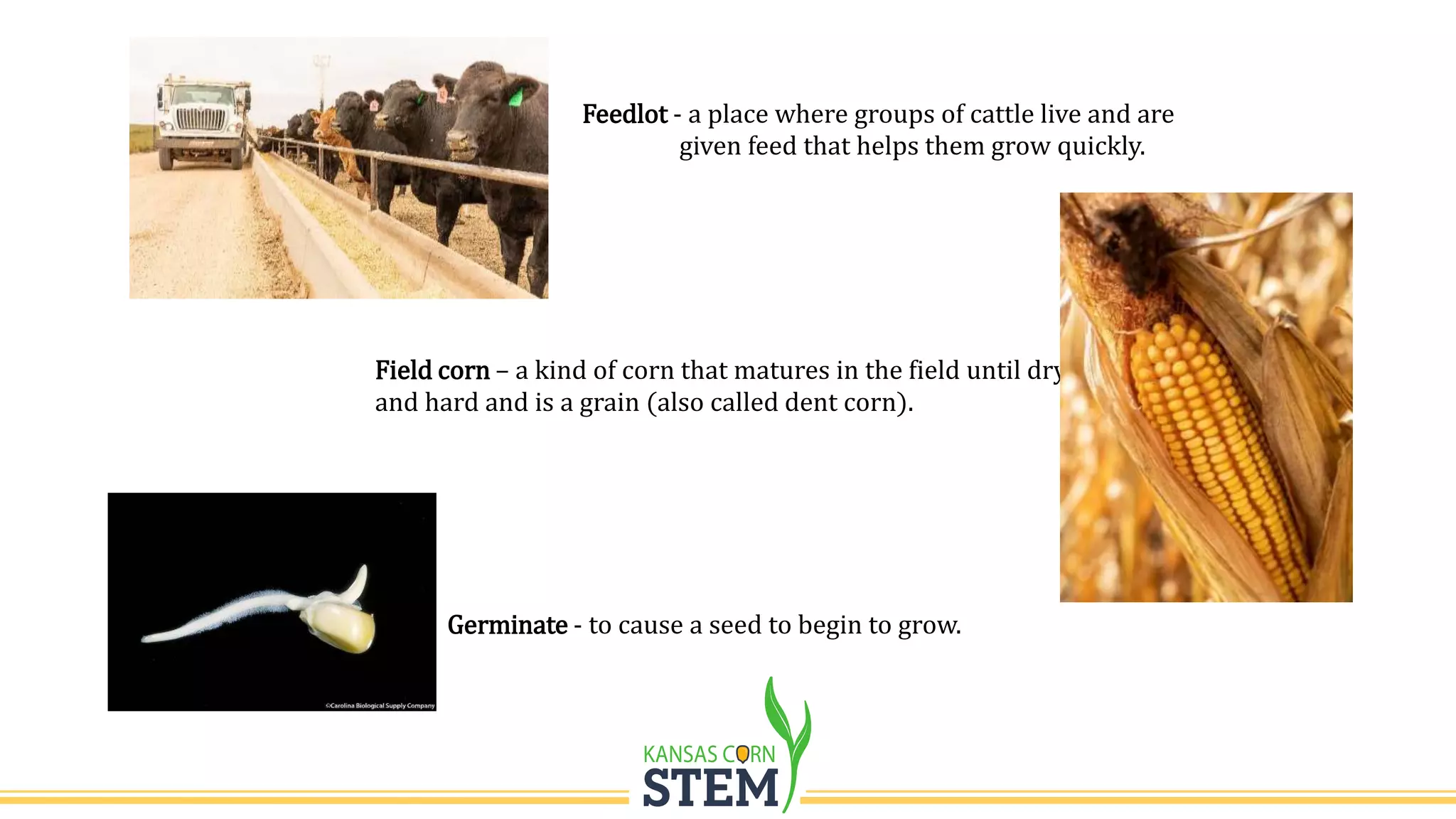 C-is-for-Corn-Powerpoint-web.pptx