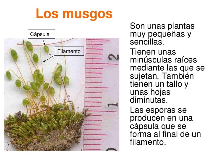 C. Medio LAS PLANTAS Tercer ciclo E. Primaria