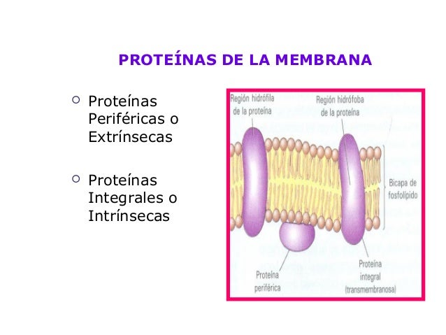 membranas celulares y mecanismos