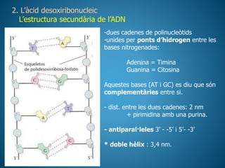 àc. nucleics | PPT