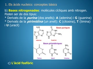 àc. nucleics | PPT
