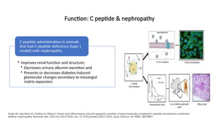 C-peptide.pptx in type 2 diabetes melitus | PPTX