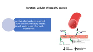 C-peptide.pptx in type 2 diabetes melitus | PPTX