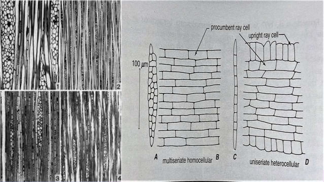 C006_Wood Anatomy.pptx