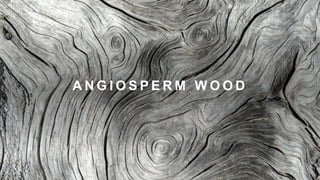 C006_Wood Anatomy.pptx
