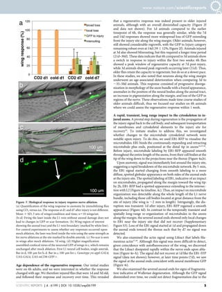 Axon Injury and regeneration in the adult Drosophila | PDF