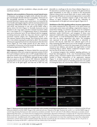 Axon Injury and regeneration in the adult Drosophila | PDF
