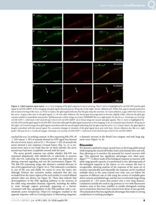 Axon Injury and regeneration in the adult Drosophila | PDF
