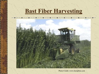 Bast fiber | PPT