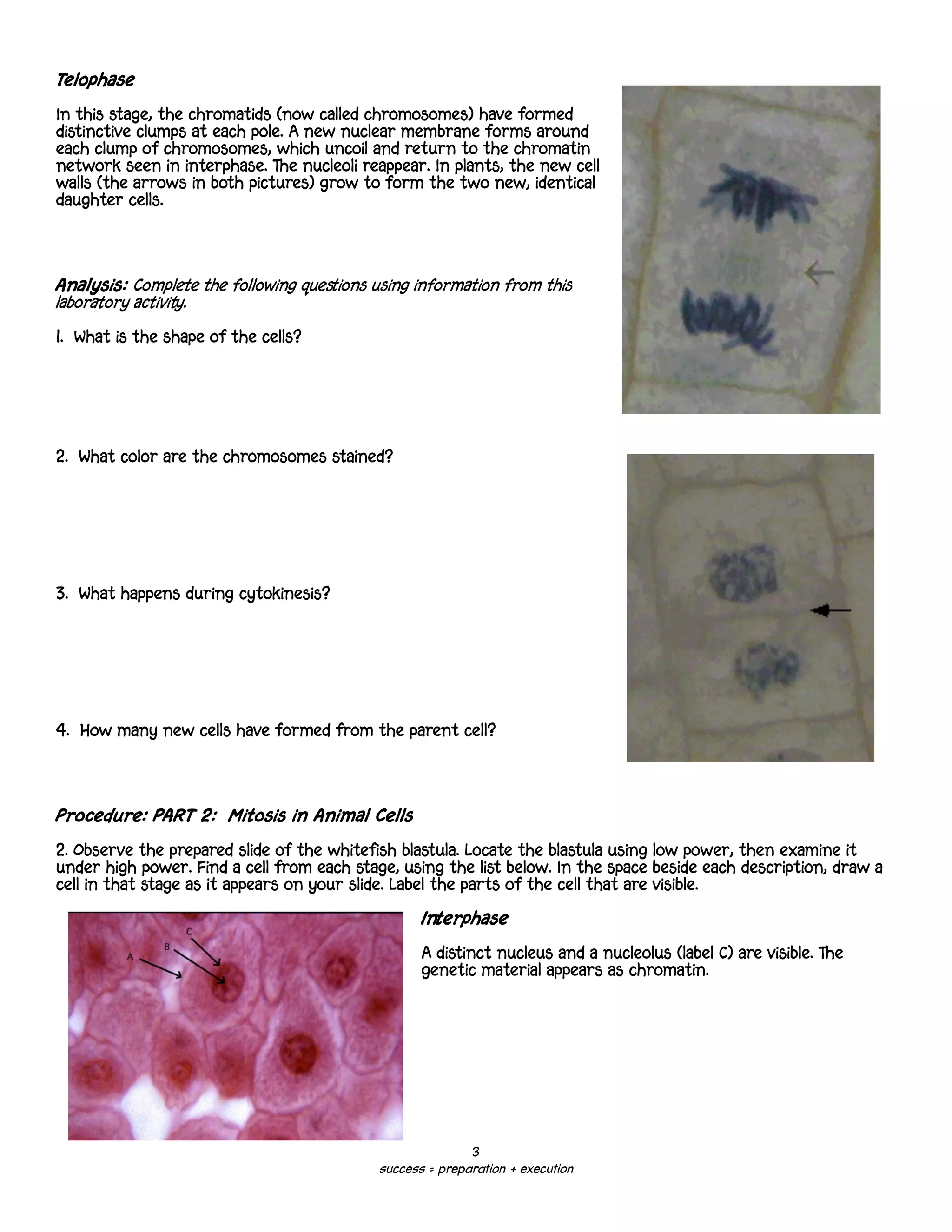 C08 Mitosis[1] | PDF