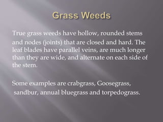 Principles of Weed Management | PPTX