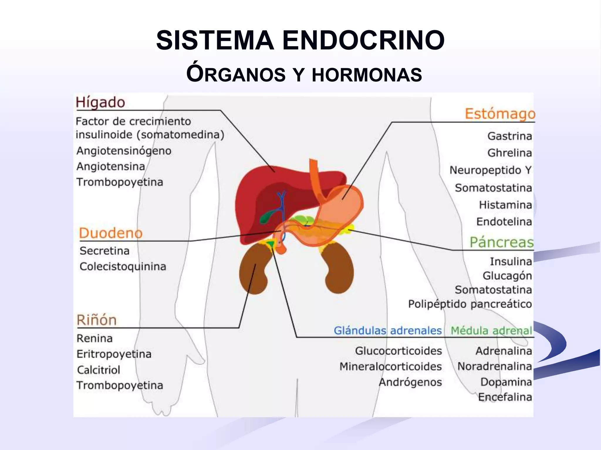 SISTEMA_ENDOCRINO.ppt.pptx