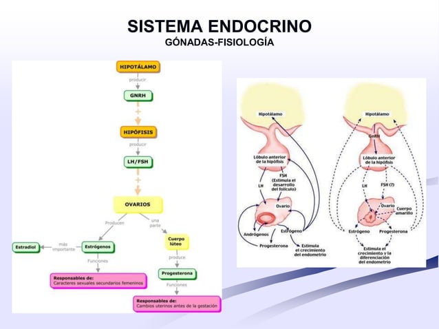 SISTEMA_ENDOCRINO.ppt.pptx
