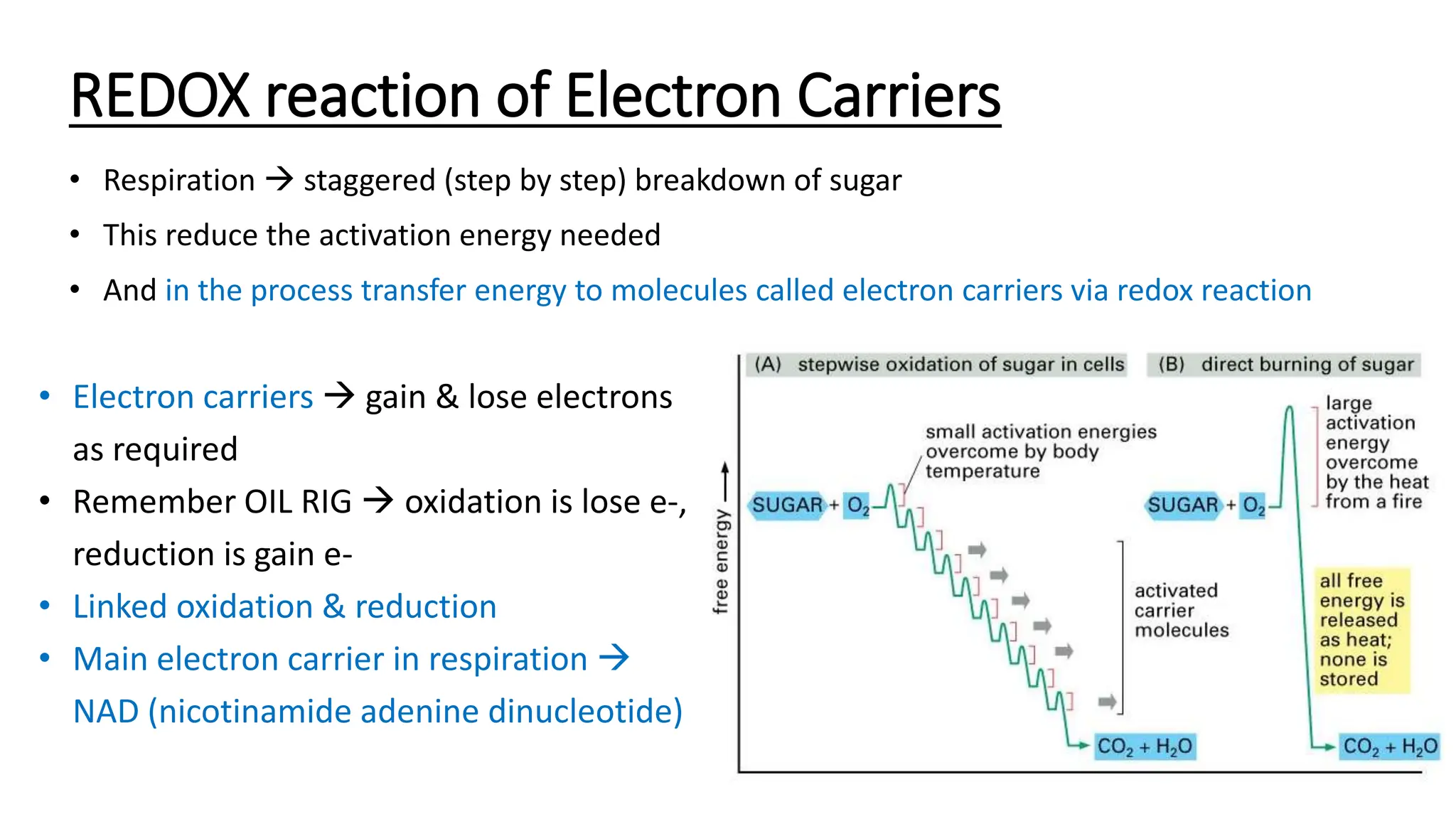 C1.2 Cell Respiration powerpoint IB Biology | PPTX