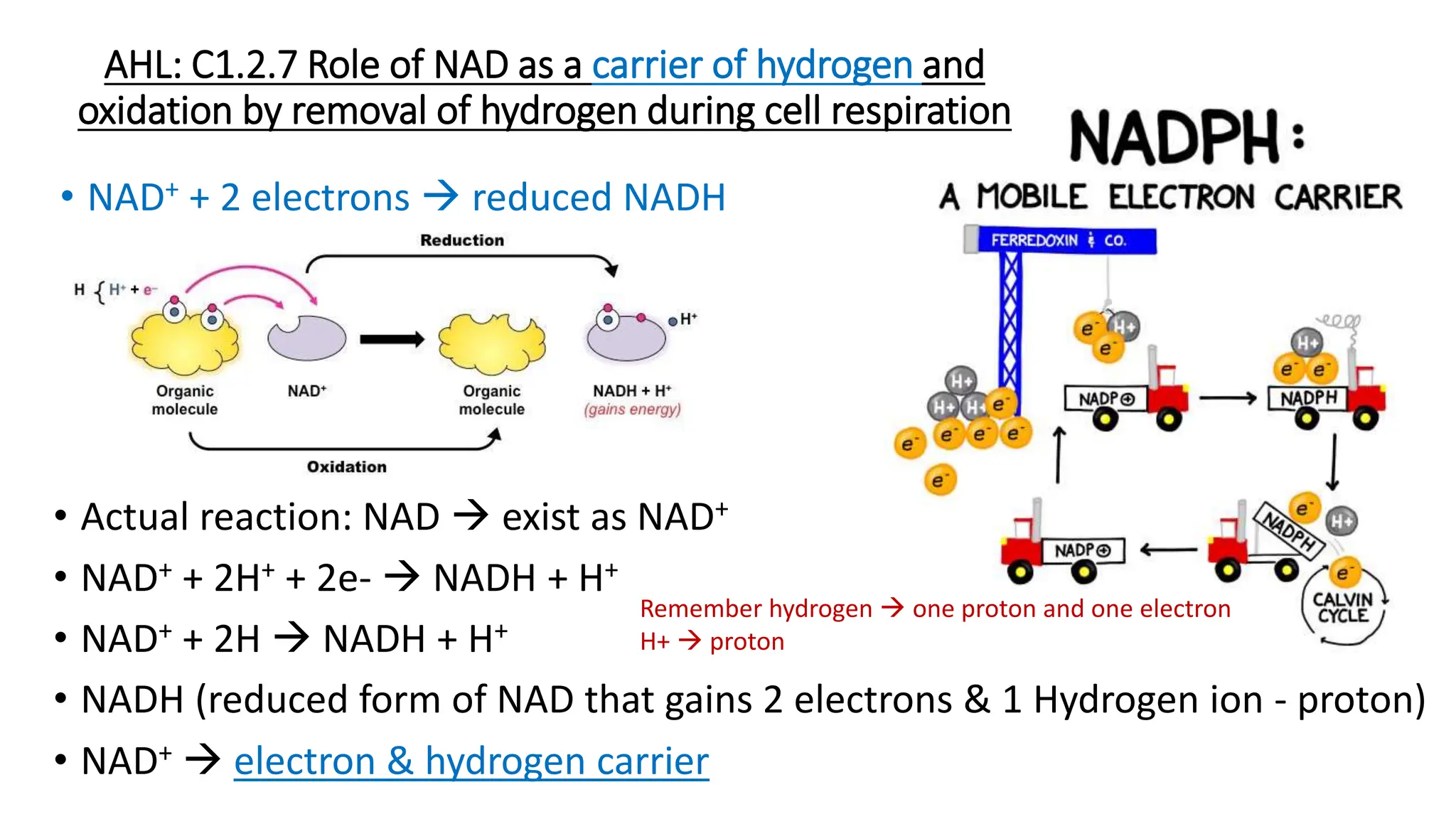 C1.2 Cell Respiration powerpoint IB Biology | PPTX