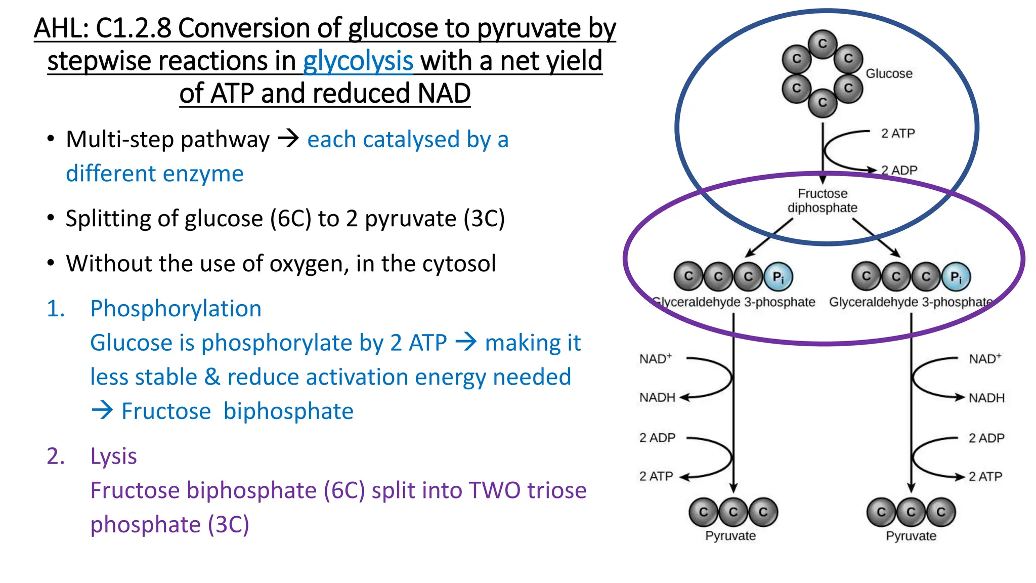 C1.2 Cell Respiration powerpoint IB Biology | PPTX