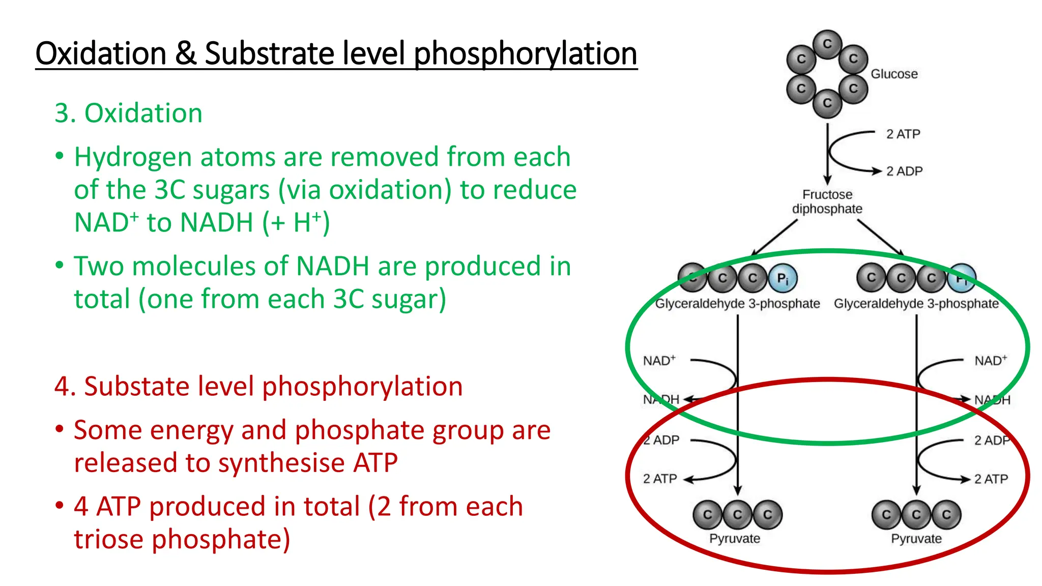 C1.2 Cell Respiration powerpoint IB Biology | PPTX