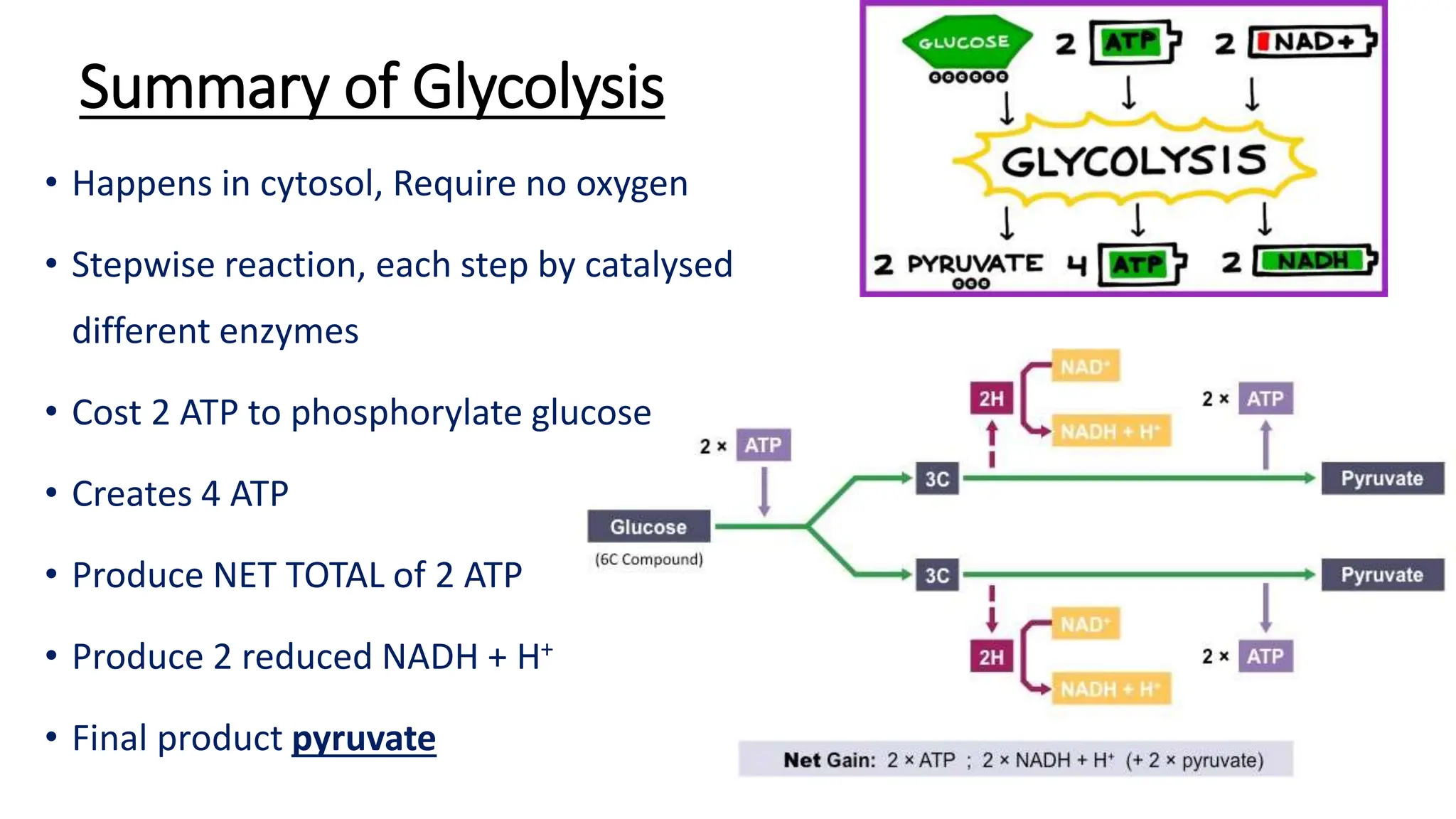 C1.2 Cell Respiration powerpoint IB Biology | PPTX