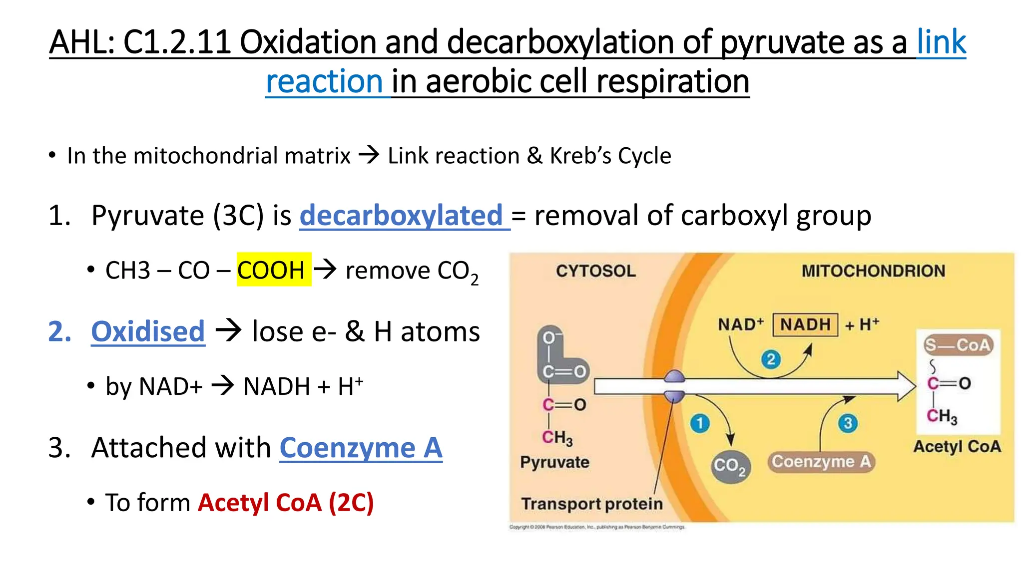C1.2 Cell Respiration powerpoint IB Biology | PPTX