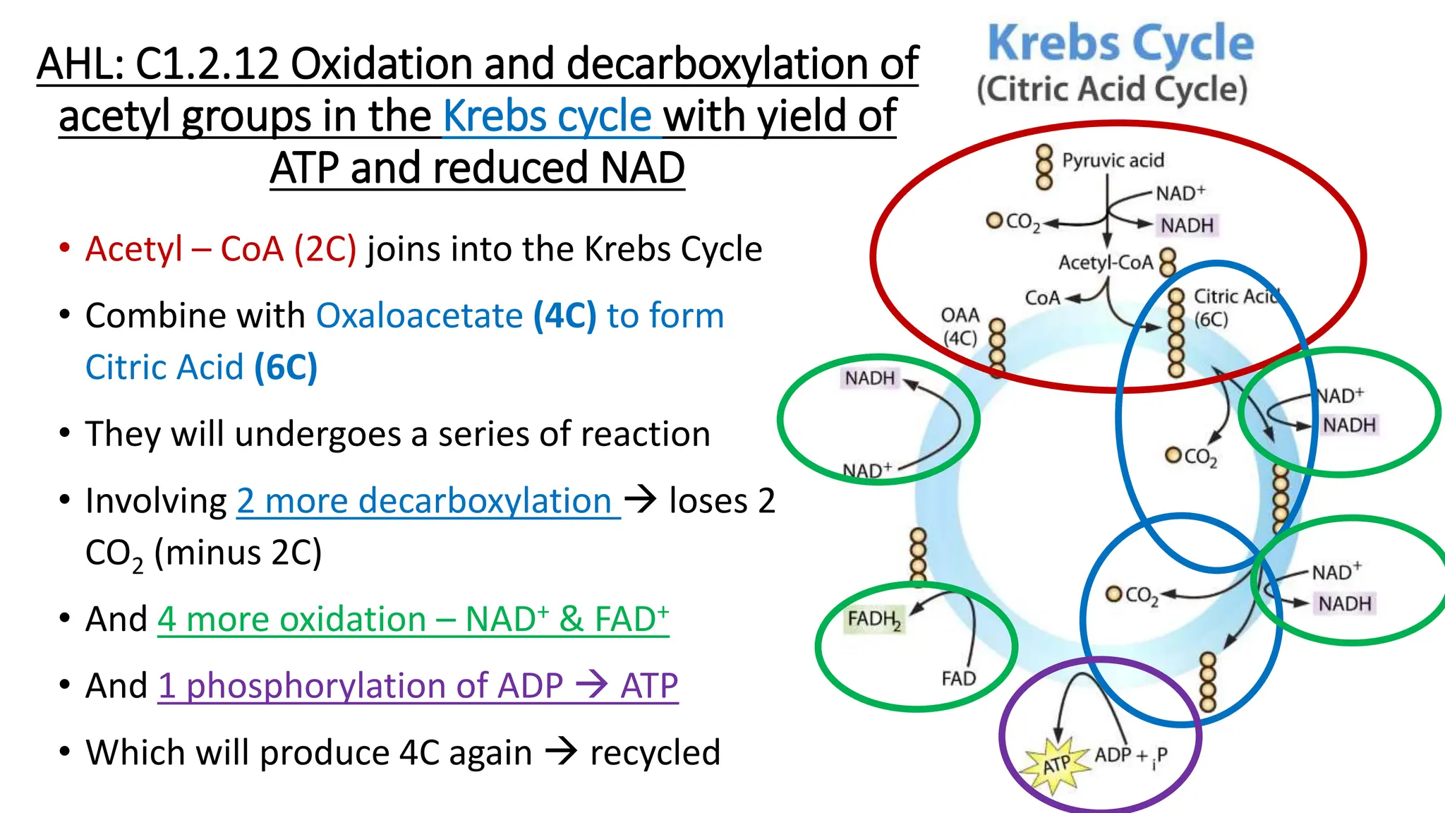 C1.2 Cell Respiration powerpoint IB Biology | PPTX