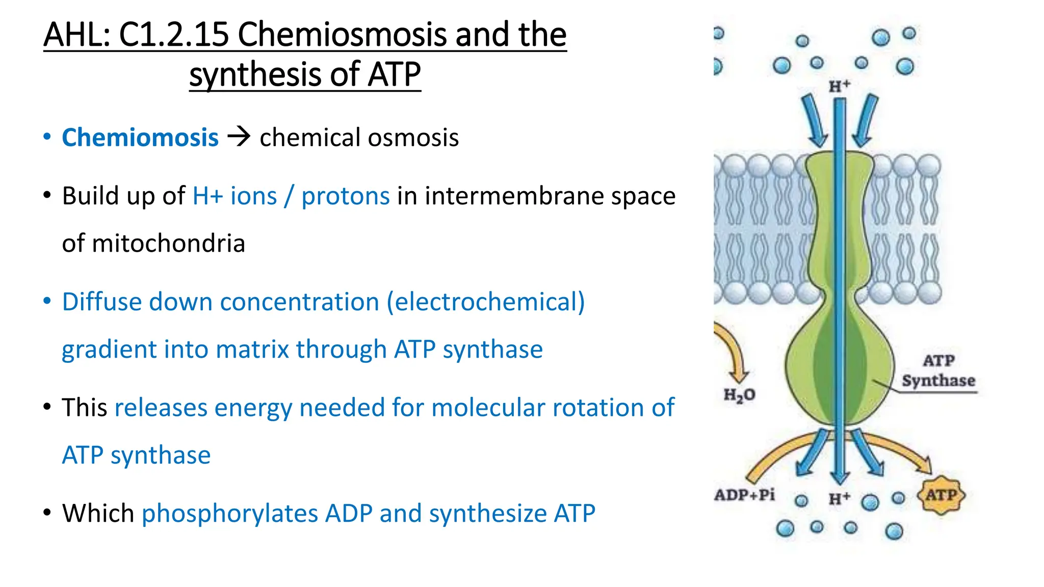 C1.2 Cell Respiration powerpoint IB Biology | PPTX