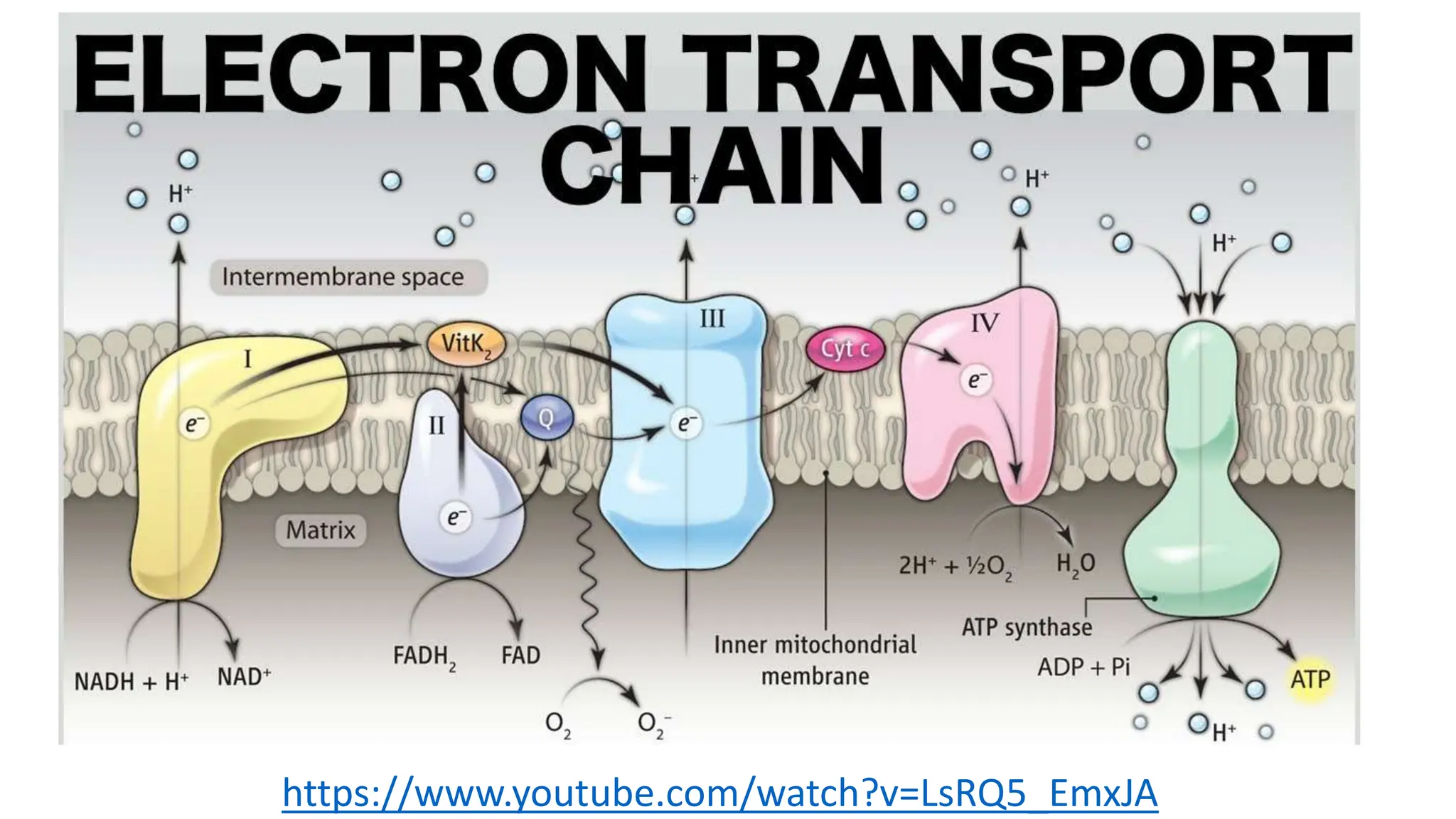 C1.2 Cell Respiration powerpoint IB Biology | PPTX