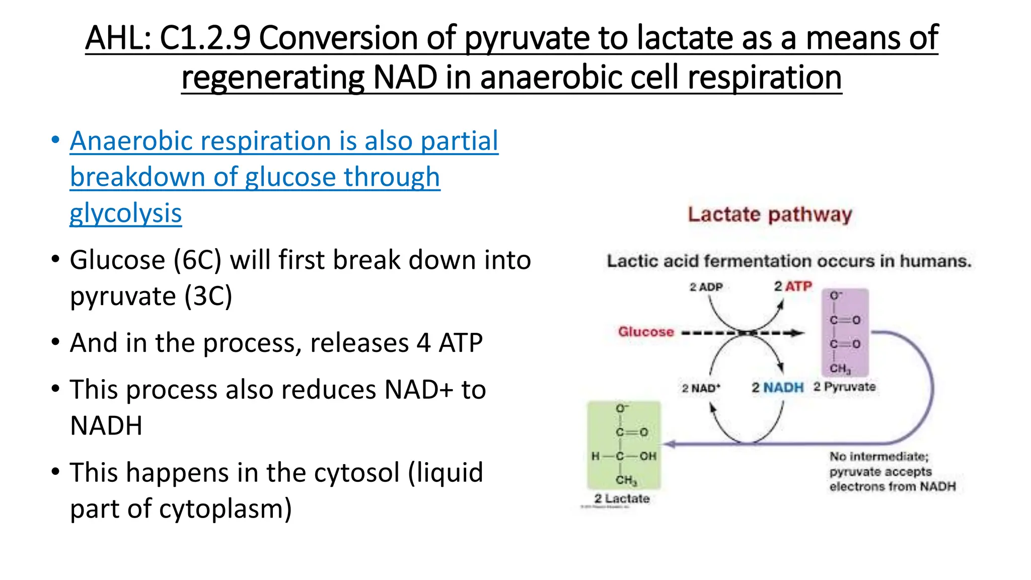 C1.2 Cell Respiration powerpoint IB Biology | PPTX