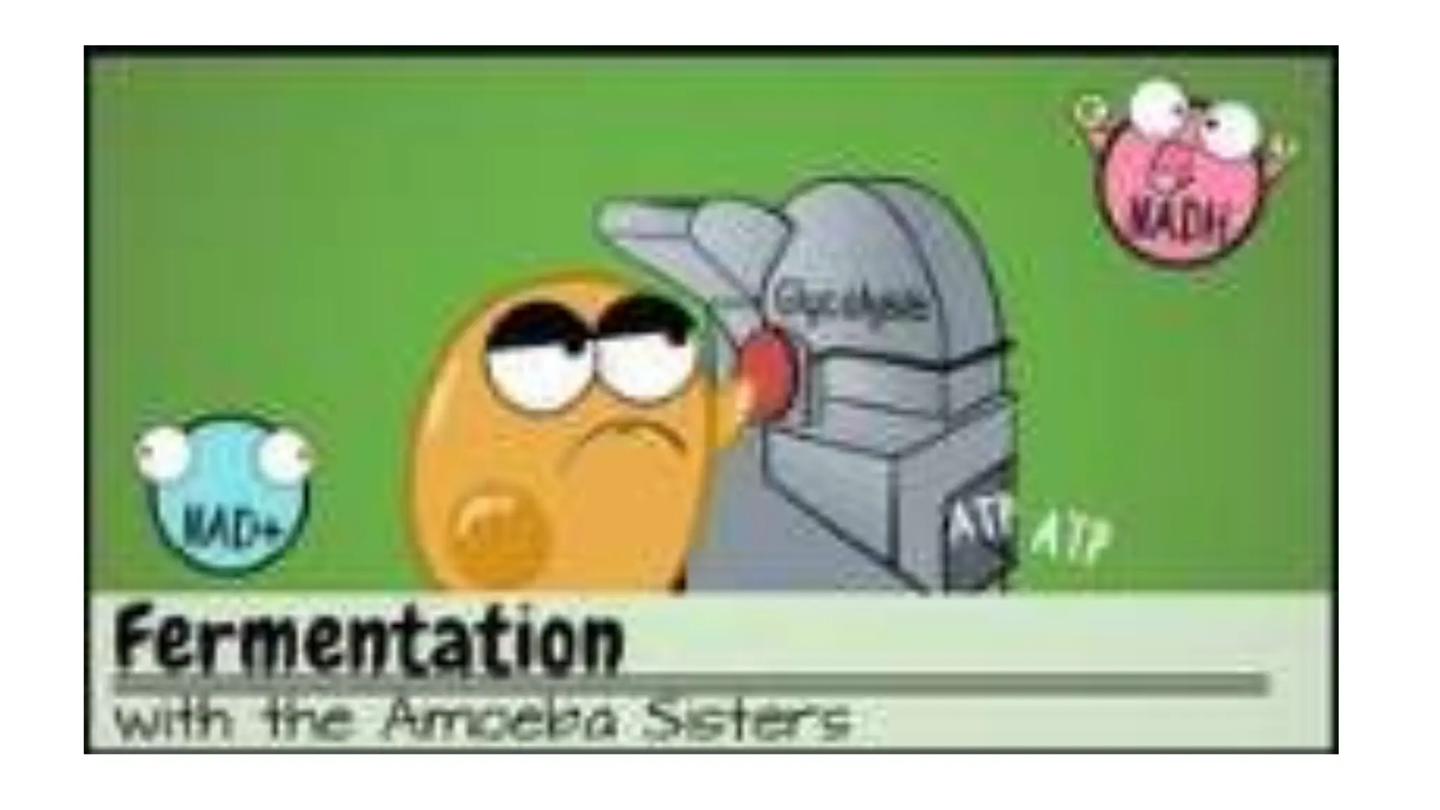 C1.2 Cell Respiration powerpoint IB Biology | PPTX