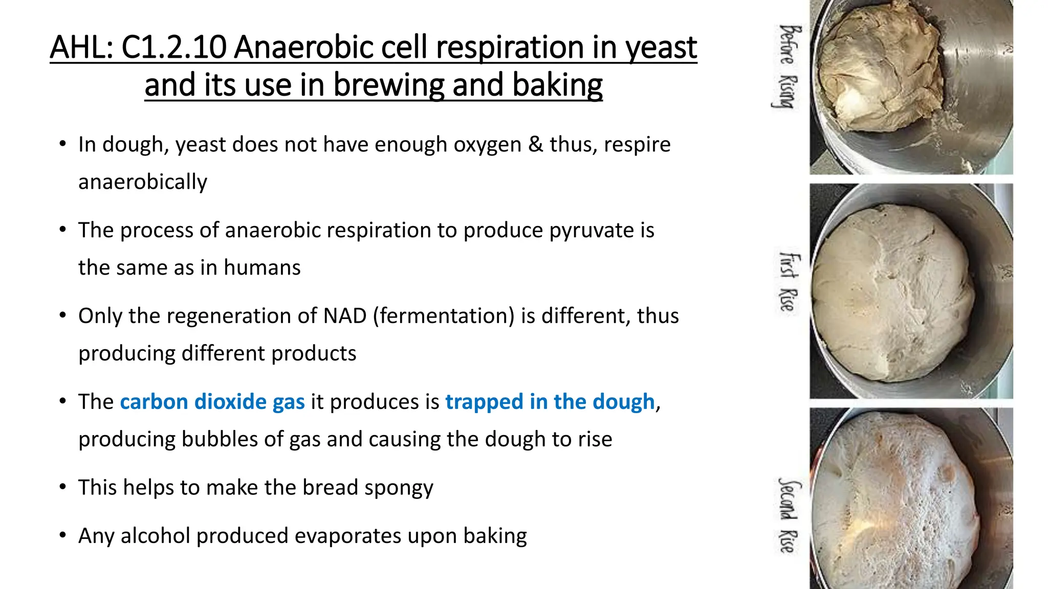 C1.2 Cell Respiration powerpoint IB Biology | PPTX