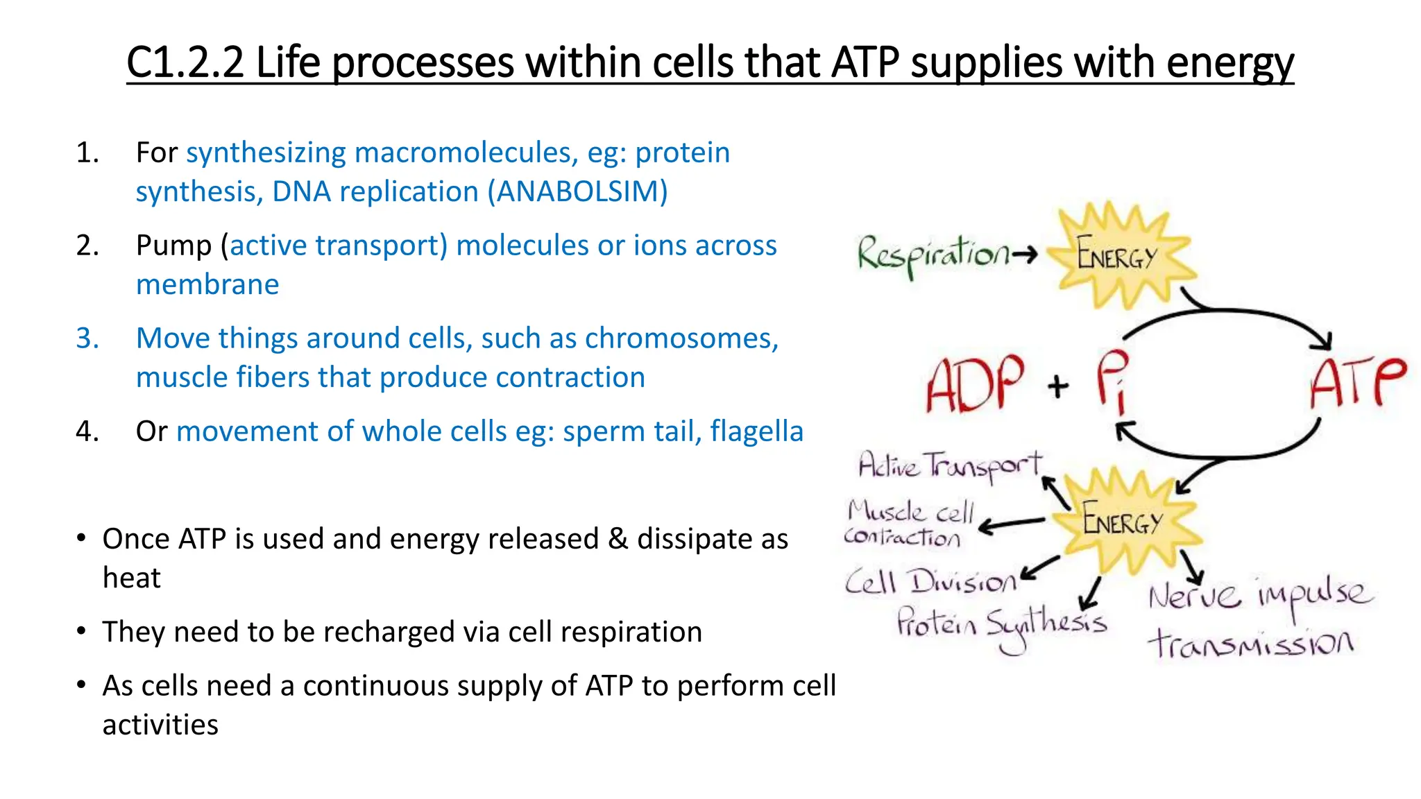 C1.2 Cell Respiration powerpoint IB Biology | PPTX