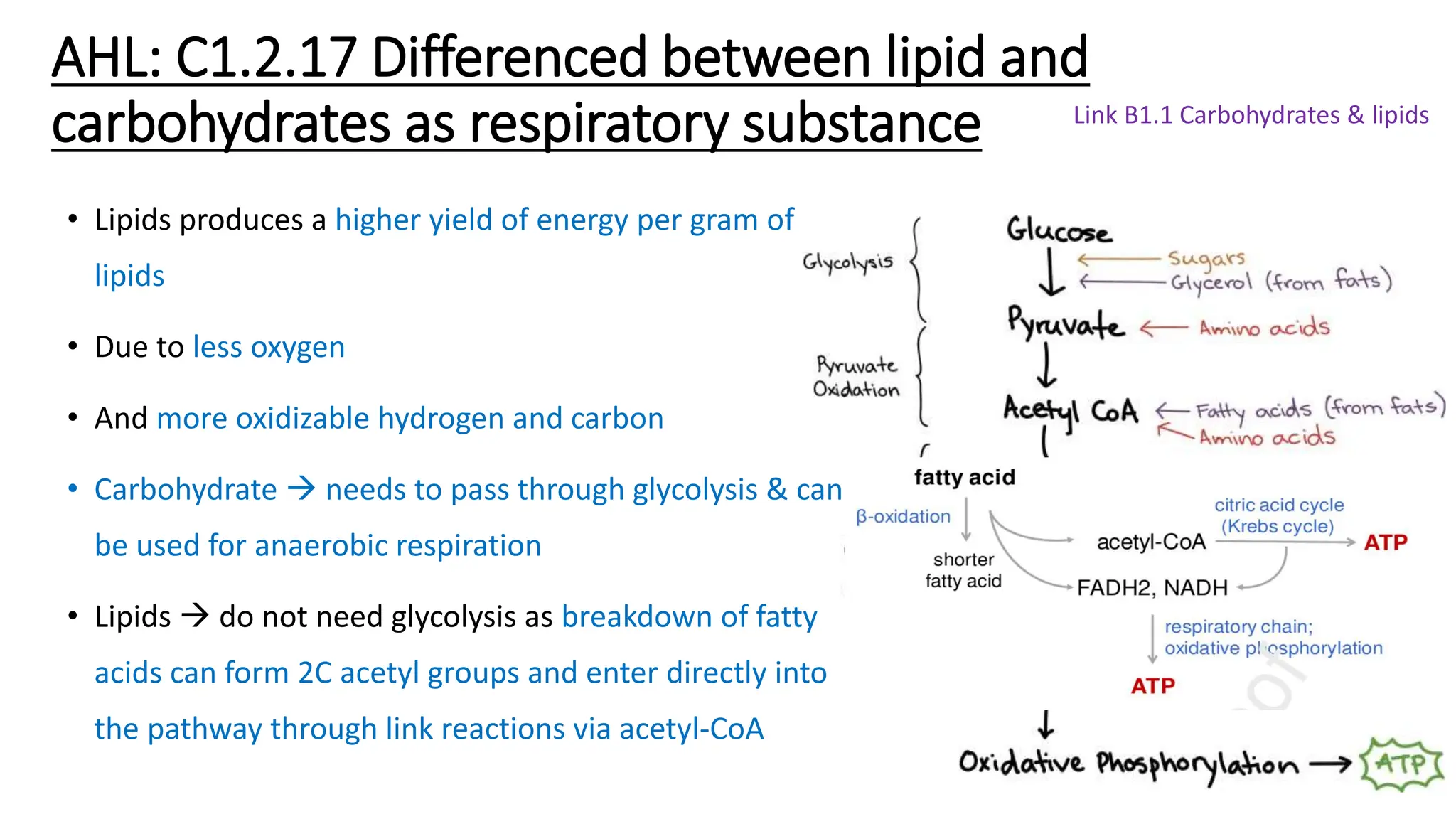 C1.2 Cell Respiration powerpoint IB Biology | PPTX