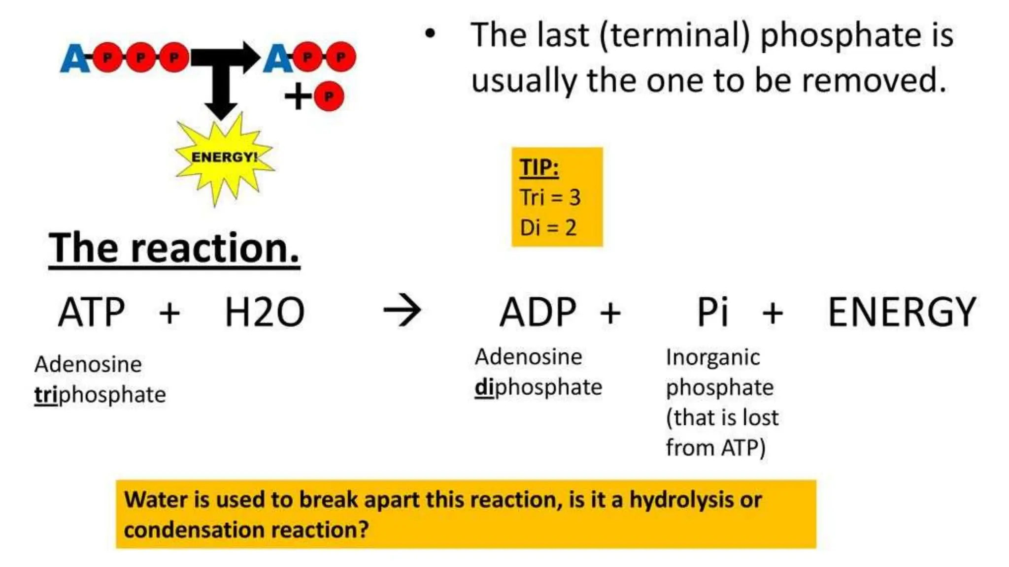 C1.2 Cell Respiration powerpoint IB Biology | PPTX