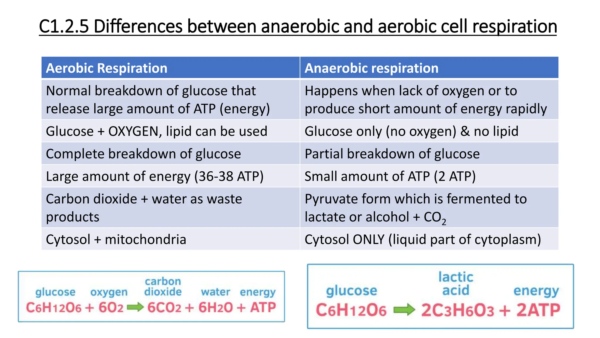 C1.2 Cell Respiration powerpoint IB Biology | PPTX