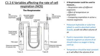 C1.2 Cell Respiration powerpoint IB Biology | PPTX