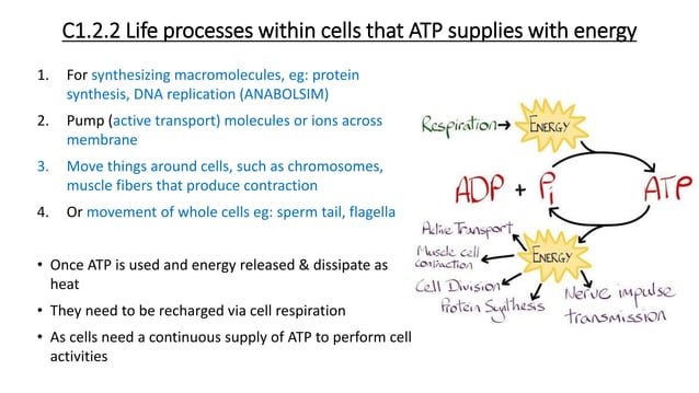 C1.2 Cell Respiration powerpoint IB Biology | PPTX
