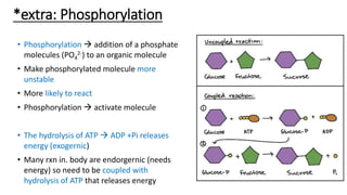 C1.2 Cell Respiration powerpoint IB Biology | PPTX
