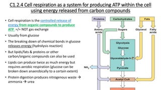 C1.2 Cell Respiration powerpoint IB Biology | PPTX