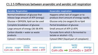 C1.2 Cell Respiration powerpoint IB Biology | PPTX