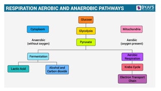 C1.2 Cell Respiration powerpoint IB Biology | PPTX